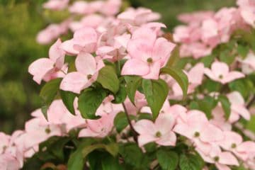 Hartriegel, Cornus - Pflege, Schneiden und Vermehren - Gartenrat.de