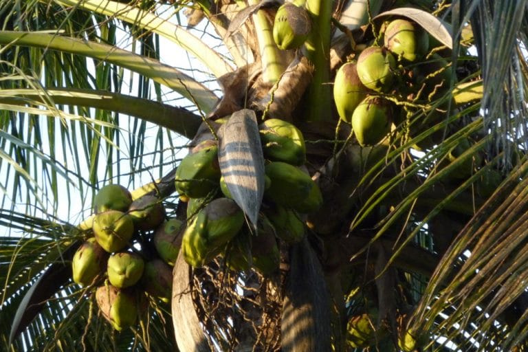 Kokospalme, Kokosnusspalme, Cocos nucifera - Pflege-Anleitung - Gartenrat.de