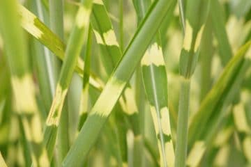 Zebragras, Miscanthus - Pflanzen, Pflege und Schneiden - Gartenrat.de