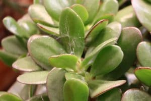 Geldbaum, Crassula ovata - Pflege, Schneiden und Vermehren - Gartenrat.de
