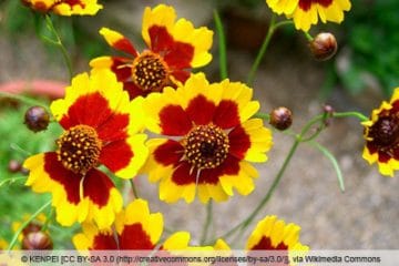 Mädchenauge, Coreopsis - Pflege-Anleitung und Überwintern - Gartenrat.de