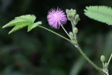 Mimose, Mimosa pudica - Pflege-Anleitung - Gartenrat.de