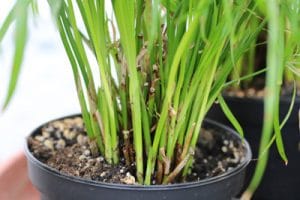 Zyperngras, Zypergras, Cyperus - Pflege und Vermehrung - Gartenrat.de