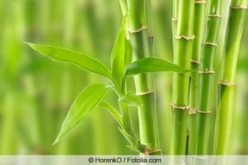 Lucky Bamboo Pflege