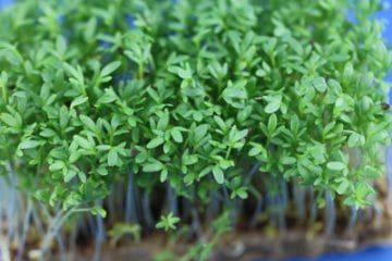 Kresse, Gartenkresse selber ziehen - Lepidium sativum - Gartenrat.de