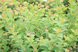 Spierstrauch, Spiraea - Pflege, Schnitt & Spiere-Sorten - Gartenrat.de
