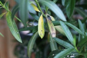 Gelbe Bltter Bei Oleander