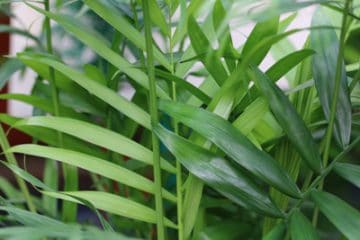 Bergpalme, Chamaedorea elegans - Pflege-Anleitung - Gartenrat.de