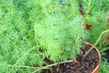 Zierspargel, Asparagus - Sorten, Pflege und Vermehren - Gartenrat.de