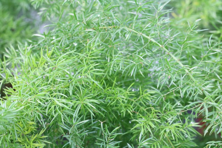 Zierspargel, Asparagus - Sorten, Pflege und Vermehren - Gartenrat.de