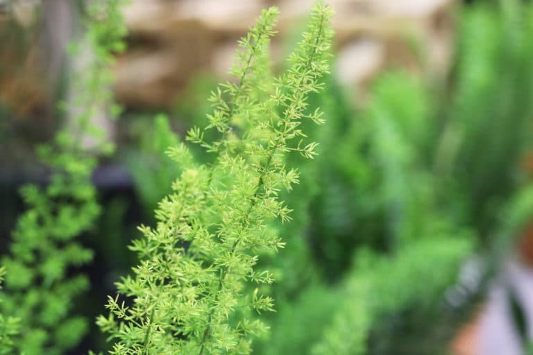 Zierspargel, Asparagus - Sorten, Pflege und Vermehren - Gartenrat.de