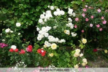 Rosenbeet anlegen - mit Rosen, Stauden und Bodendeckern - Gartenrat.de