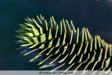 Affenbaum, Araucaria - Pflege der Araukarie - Gartenrat.de
