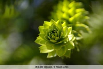Affenbaum, Araucaria - Pflege der Araukarie - Gartenrat.de