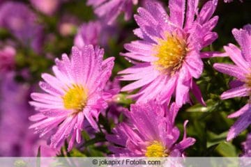 Herbstastern, Aster dumosus - Pflege der Kissenaster - Gartenrat.de