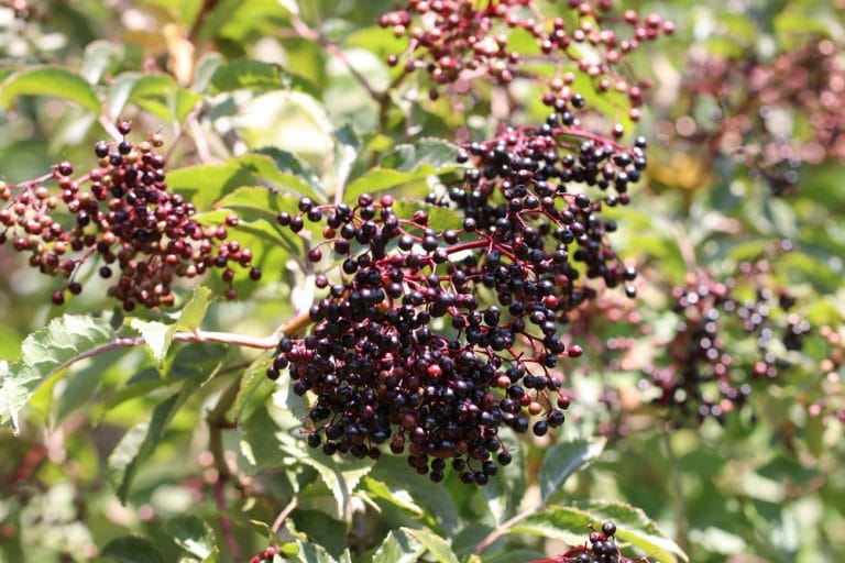 Schwarzer Holunder, Sambucus nigra - Pflege & Schneiden - Gartenrat.de