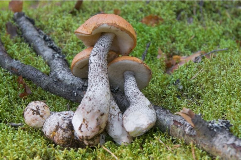 Essbare Pilze - die bekanntesten Waldpilze - Gartenrat.de