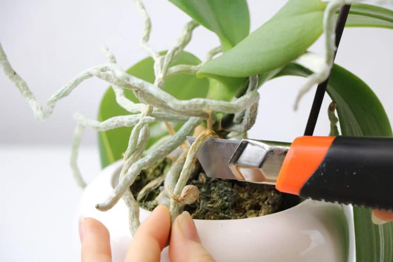 Orchideen Richtig Schneiden Darf Man Luftwurzeln Abschneiden