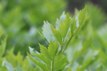 Maggikraut, Liebstöckel - Pflanzen und Pflege - Gartenrat.de