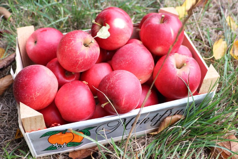 Apfelsorten in Deutschland - Übersicht und Eigenschaften - Gartenrat.de