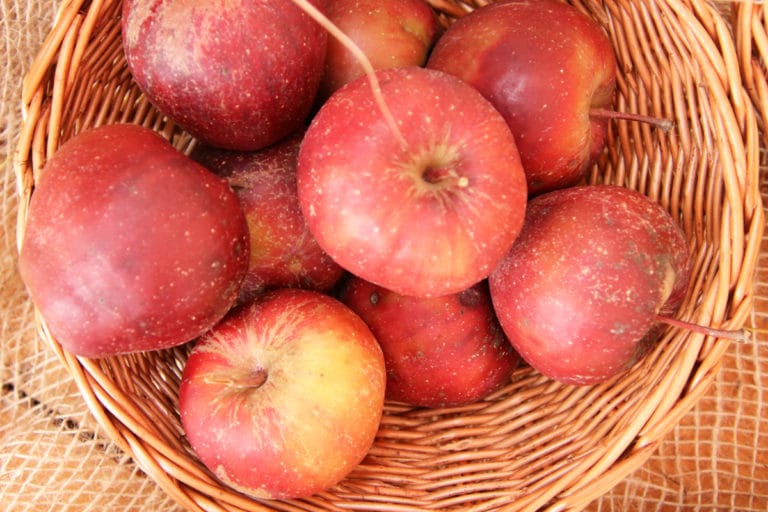 Apfelsorten in Deutschland - Übersicht und Eigenschaften - Gartenrat.de