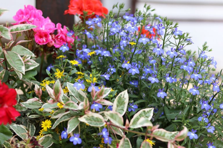 Blumenarten: Alle Blumensorten von A-Z im Überblick - Gartenrat.de