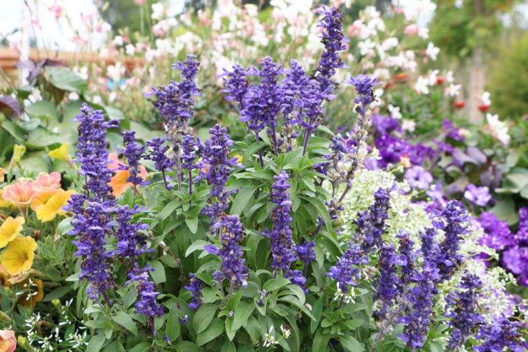 Blumenarten: Alle Blumensorten von A-Z im Überblick - Gartenrat.de