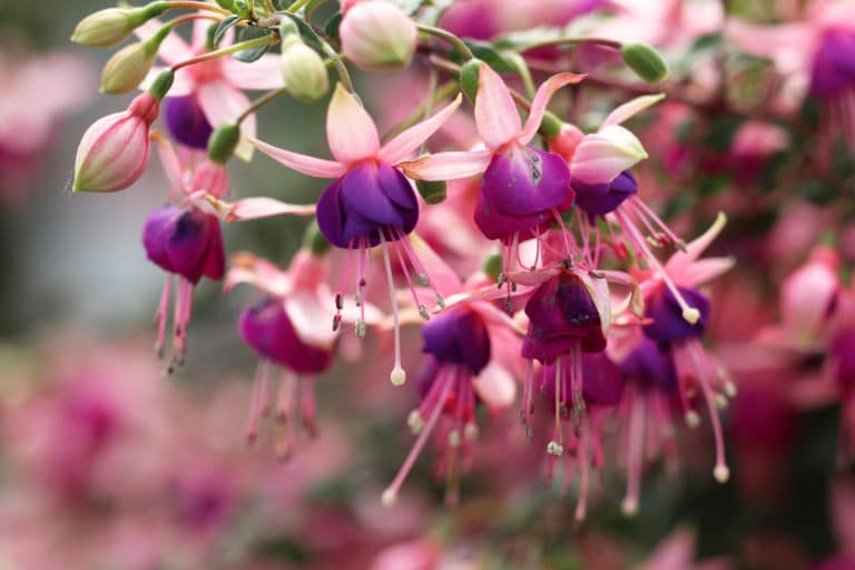 Blumenarten: Alle Blumensorten von A-Z im Überblick - Gartenrat.de