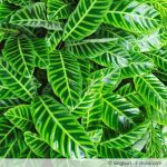 Marante, Maranta leuconeura - Pflege-Anleitung - Gartenrat.de