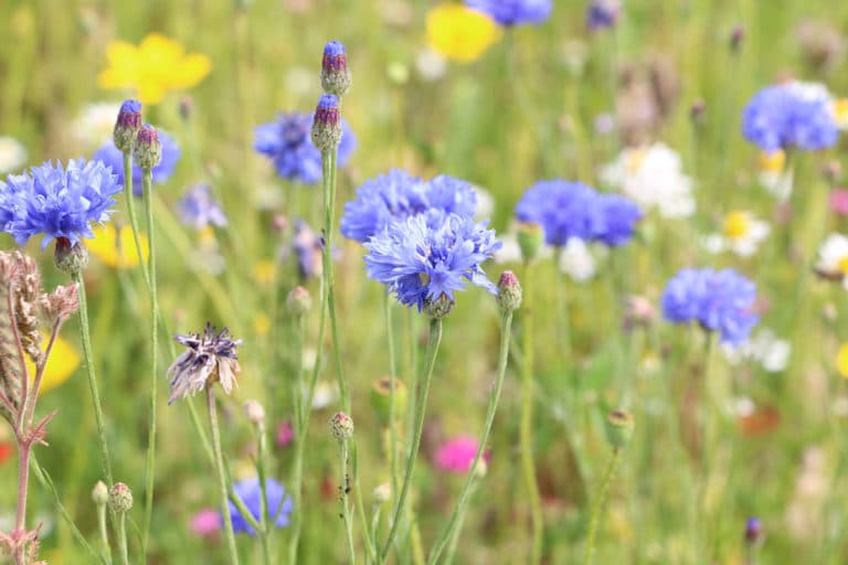 Blumenarten: Alle Blumensorten von A-Z im Überblick - Gartenrat.de