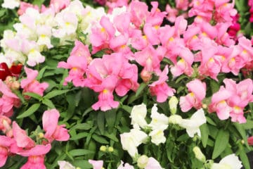 Blumenarten: Alle Blumensorten von A-Z im Überblick - Gartenrat.de