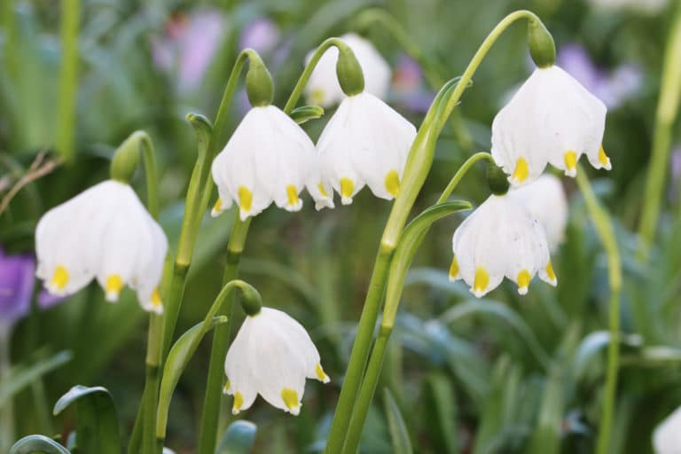 Blumenarten: Alle Blumensorten von A-Z im Überblick - Gartenrat.de