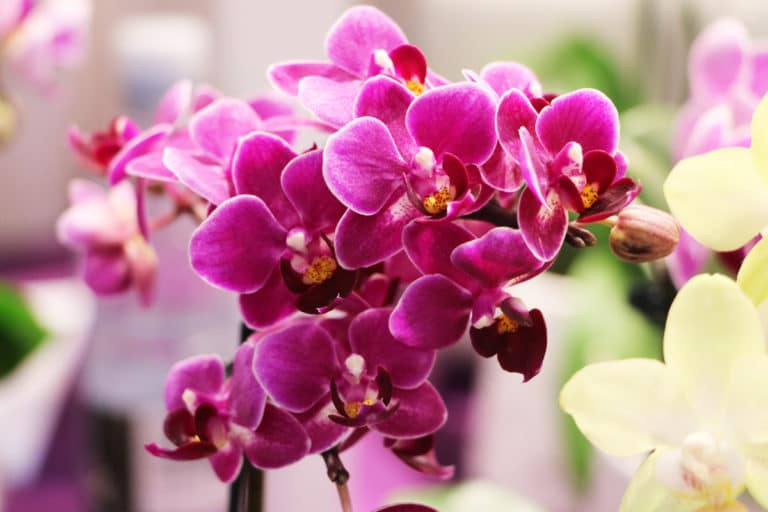 Blumenarten: Alle Blumensorten von A-Z im Überblick - Gartenrat.de