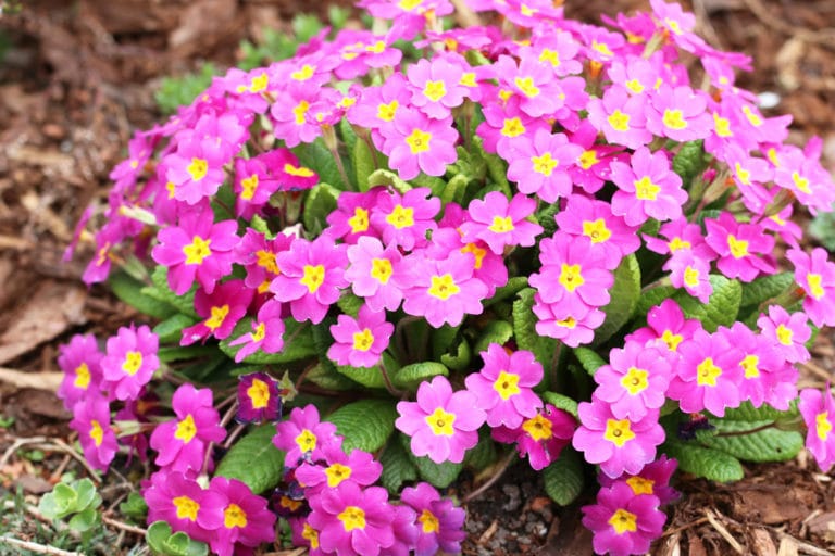 Blumenarten: Alle Blumensorten von A-Z im Überblick - Gartenrat.de