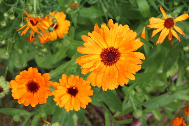 Blumenarten: Alle Blumensorten von A-Z im Überblick - Gartenrat.de