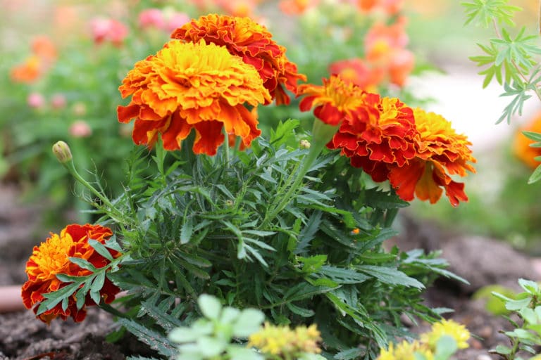 Blumenarten: Alle Blumensorten von A-Z im Überblick - Gartenrat.de