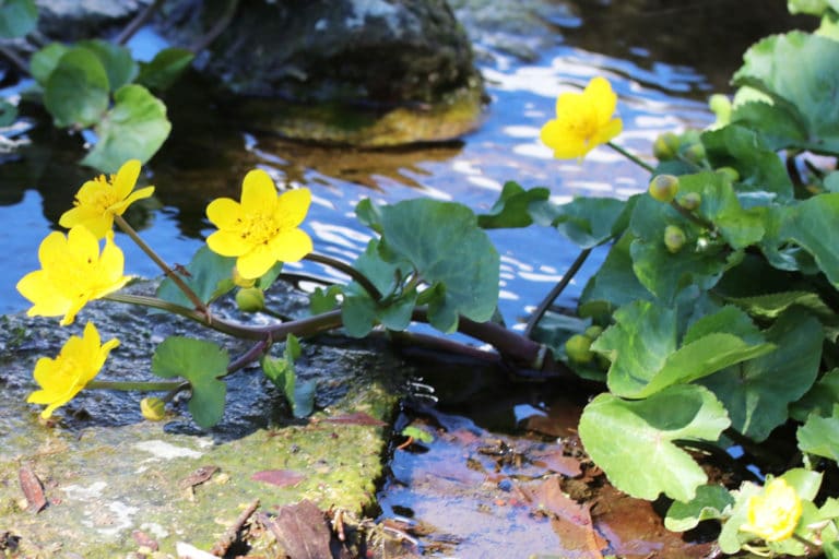 Blumenarten: Alle Blumensorten von A-Z im Überblick - Gartenrat.de