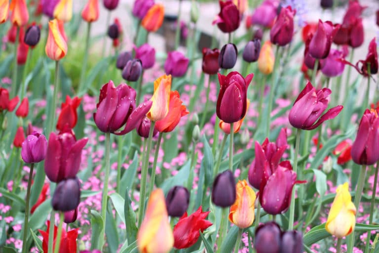 Blumenarten: Alle Blumensorten von A-Z im Überblick - Gartenrat.de