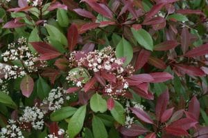 Glanzmispel als Hochstamm oder Hecke - Pflege-Tipps - Gartenrat.de