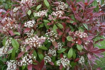 Glanzmispel als Hochstamm oder Hecke - Pflege-Tipps - Gartenrat.de