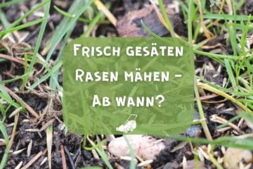Frisch Gesten Rasen Mhen