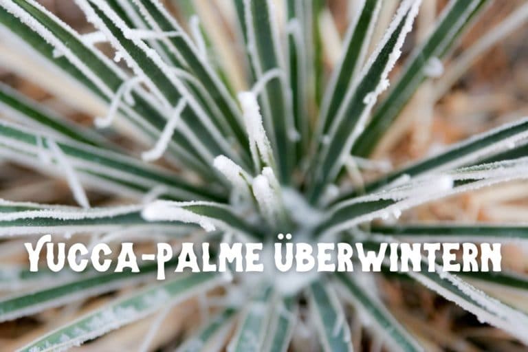 Yucca Palme Uberwintern Garage