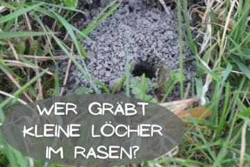 Kleine Löcher im Rasen - welches Tier buddelt hier? - Gartenrat.de
