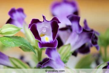 Blauer Enzian Pflanze, Gentiana | Pflege im Garten/Topf - Gartenrat.de