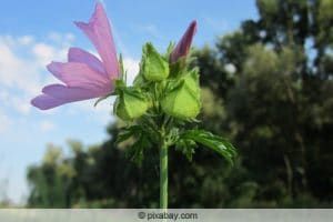 Moschus-Malve, Malva moschata | Pflege und Schneiden - Gartenrat.de