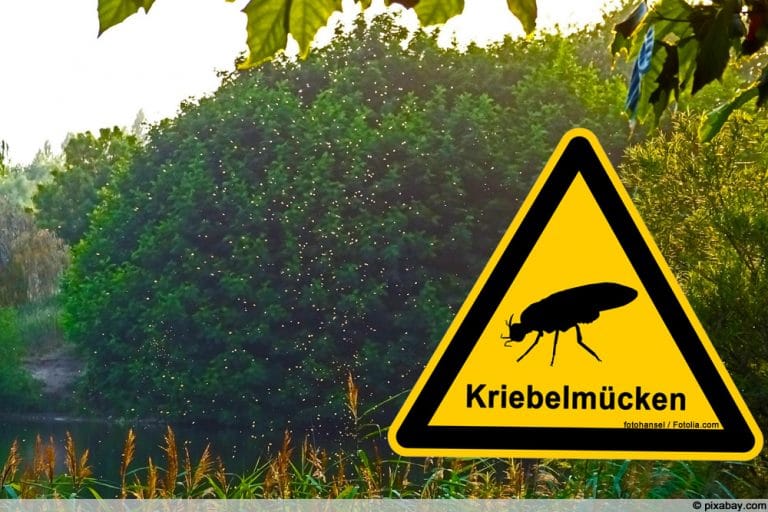 Was Tun Bei Kriebelmuckenstich