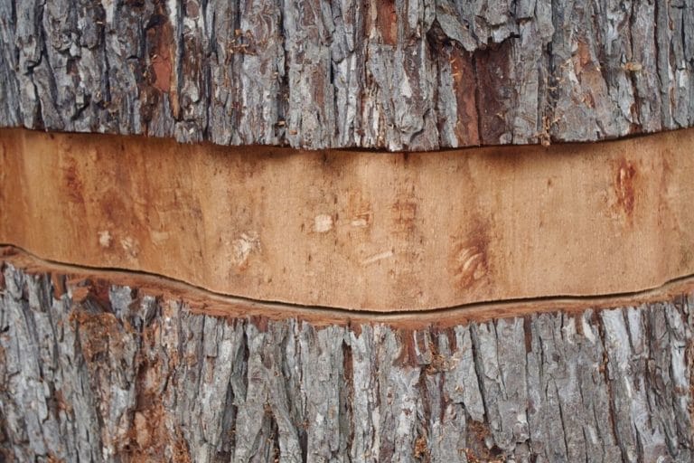 Baum Zum Absterben Bringen