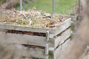 Liguster düngen: 10 Hausmittel | So wird er dichter und wächst gut - Gartenrat.de