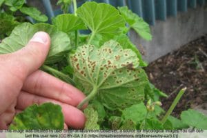 6 typische Krankheiten und Schädlinge an Stockrosen - Gartenrat.de