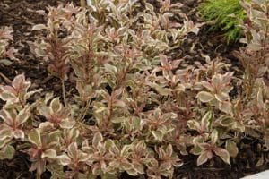 Weigelie schneiden in 4 Schritten | Wann ist der beste Zeitpunkt? - Gartenrat.de